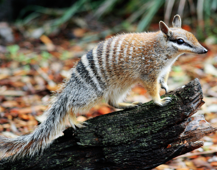 Marsupials: A Different Kind of Mammals — Wildlife Nomads