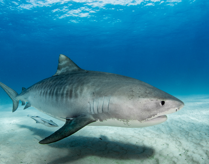 The 10 Most Dangerous Sea Animals: Survival in the Deep Ocean ...
