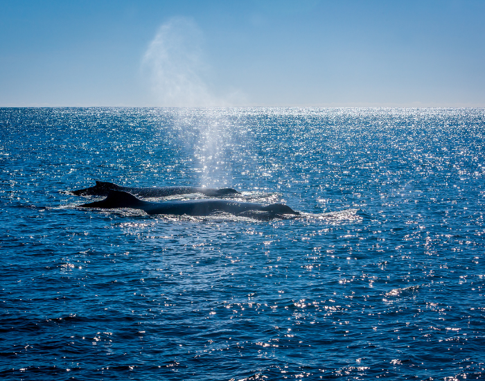 Best Places to See Killer Whales in the Wild: Top 12 — Wildlife Nomads