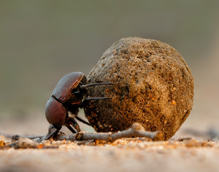 Top 15: Strongest Animals in the World — Wildlife Nomads