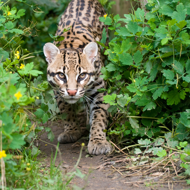 Must See Animals of Costa Rica — Wildlife Nomads