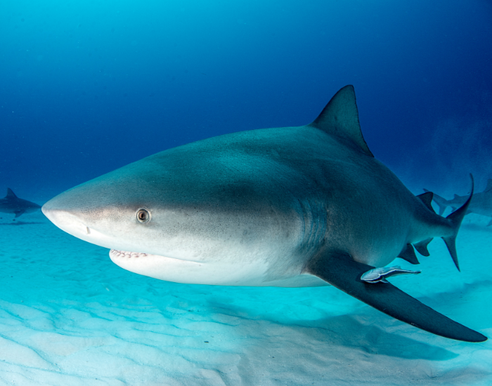 Bull Sharks: 12 Interesting Facts to Know Them Better — Wildlife Nomads