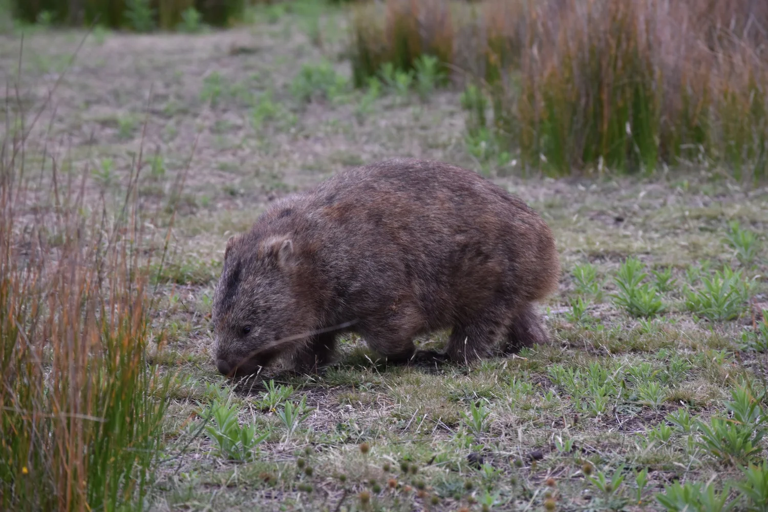 Marsupials: A Different Kind of Mammals — Wildlife Nomads