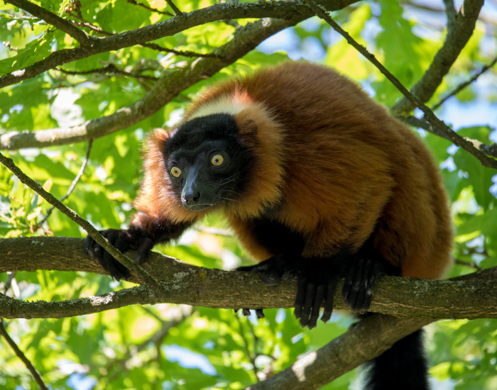 Wildlife of Madagascar: Discover the Island’s Iconic Animals — Wildlife ...