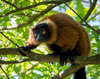 Wildlife of Madagascar: Discover the Island’s Iconic Animals — Wildlife ...