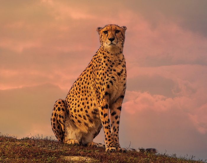 Animals of Kenya: Iconic Wildlife & Where to See Them — Wildlife Nomads