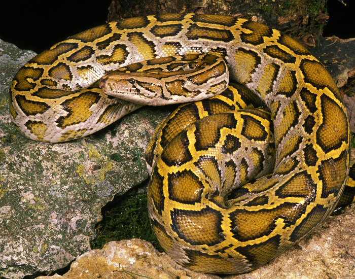 The Biggest Snakes in the World — Wildlife Nomads