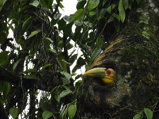 Discover Fascinating Facts about Hornbill Birds