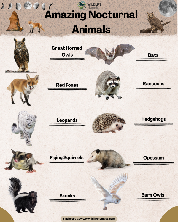 12 Amazing Nocturnal Animals: Night Creatures — Wildlife Nomads