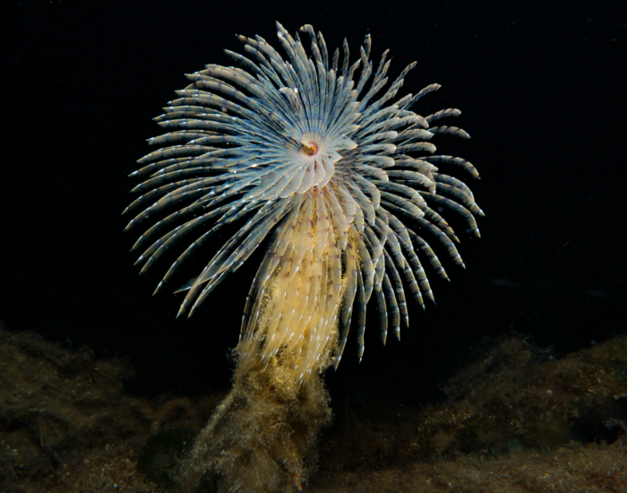 Top 10 Weirdest Animal Adaptations for Survival — Wildlife Nomads