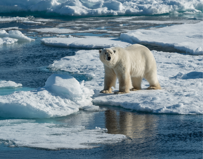 Top 15: Strongest Animals in the World — Wildlife Nomads