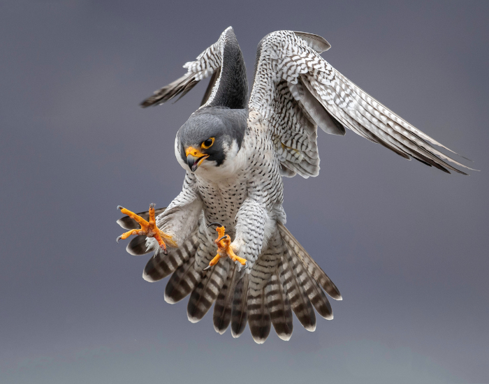 Top 12 Must-See Birds of Canada for Nature Enthusiasts — Wildlife Nomads