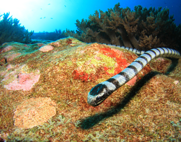 10 Surprising Facts About Sea Snakes — Wildlife Nomads
