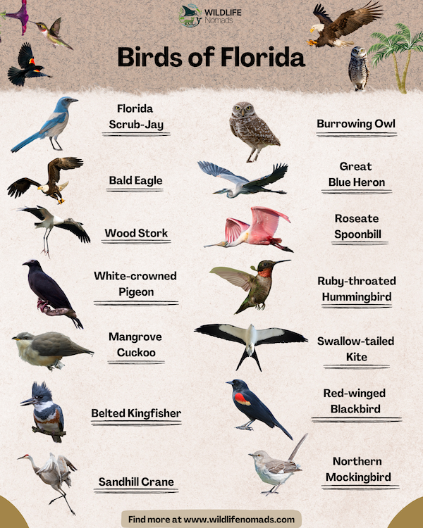 Essential Guide to Florida Bird Species You Can Spot Today — Wildlife ...