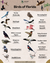 Essential Guide to Florida Bird Species You Can Spot Today — Wildlife ...
