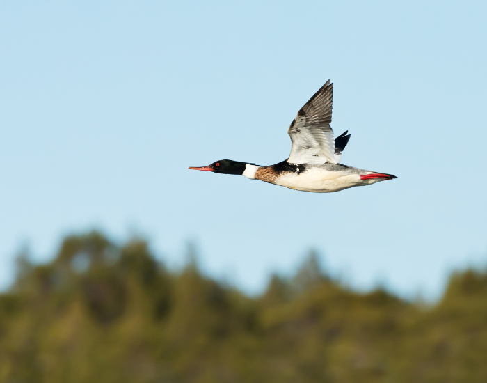 Fastest Birds in the World: Top 12 Record Holders — Wildlife Nomads