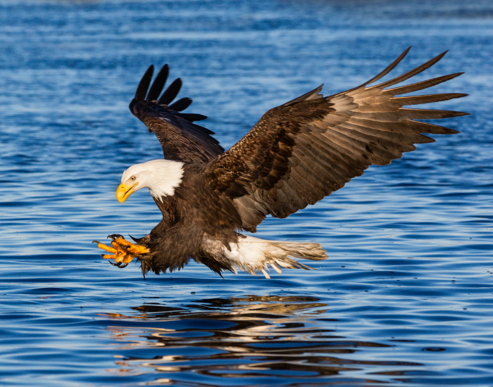 Animals of the United States: 10 Iconic Species — Wildlife Nomads