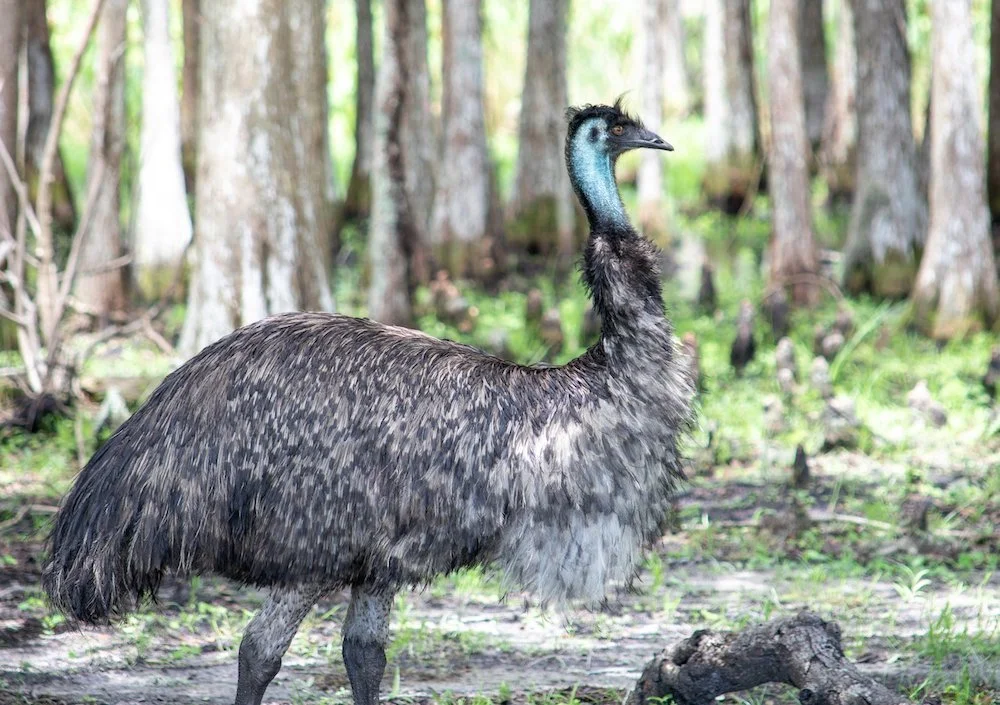 Animals Native to Australia: A Guide to its Unique Wildlife — Wildlife ...