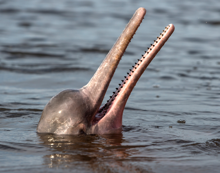 Amazon River Dolphins: 12 Fascinating Pink Facts — Wildlife Nomads