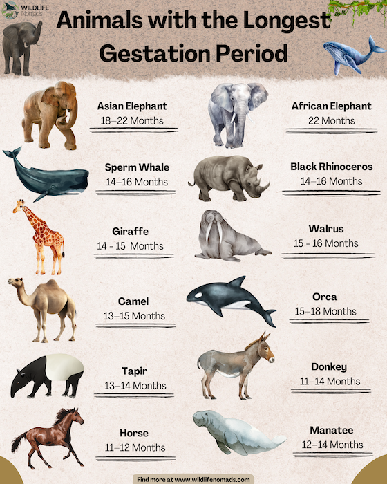 Top 12 Animals with the Longest Gestation — Wildlife Nomads