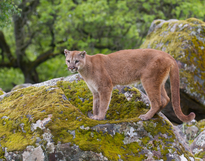 Animals of California: Iconic Wildlife & Where to See Them — Wildlife ...