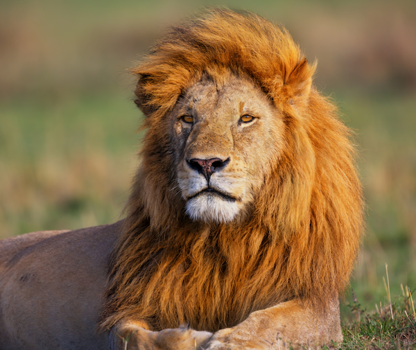Animals of Kenya: Iconic Wildlife & Where to See Them — Wildlife Nomads