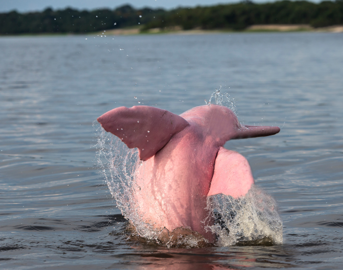 Amazon River Dolphins: 12 Fascinating Pink Facts — Wildlife Nomads