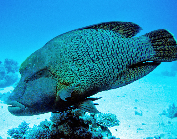 Almost Extinct Sea Animals: Endangered Species — Wildlife Nomads