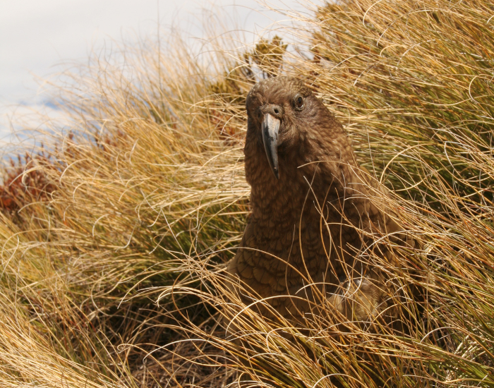 Animals of New Zealand: Wildlife You Need to See — Wildlife Nomads