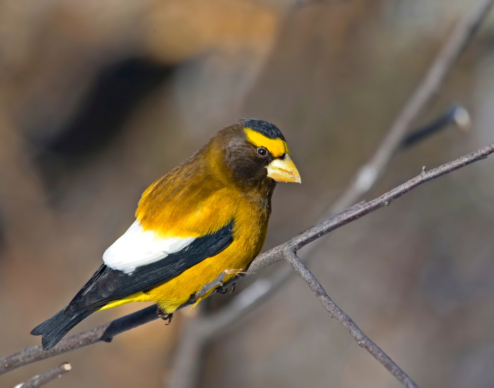 A Comprehensive Guide to Finches Birds: Species and Identification ...