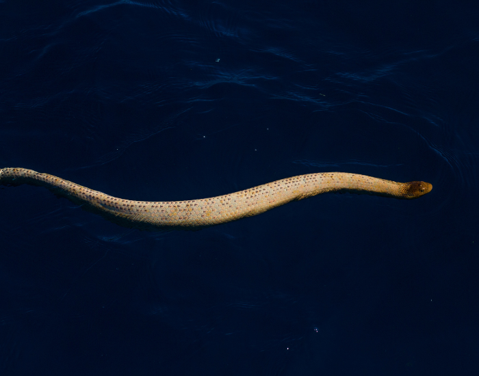 10 Surprising Facts About Sea Snakes — Wildlife Nomads