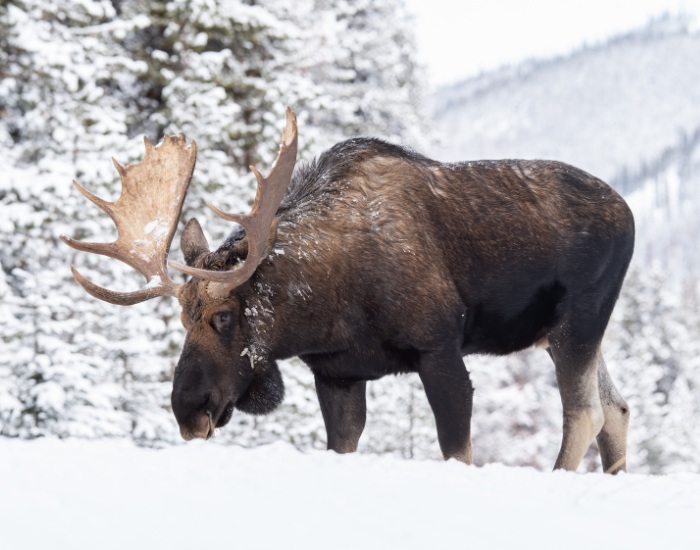 Animals of Canada: Iconic Canadian Wildlife — Wildlife Nomads