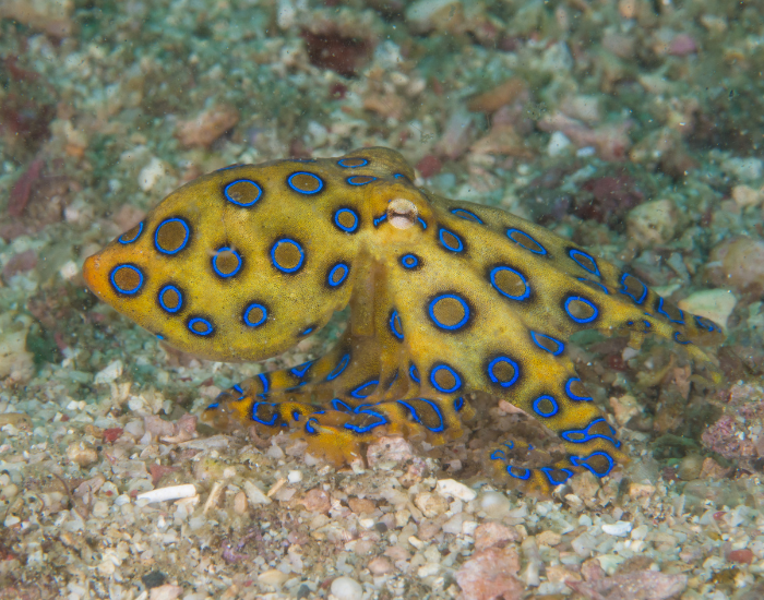 15 Amazing Octopus Facts — Wildlife Nomads