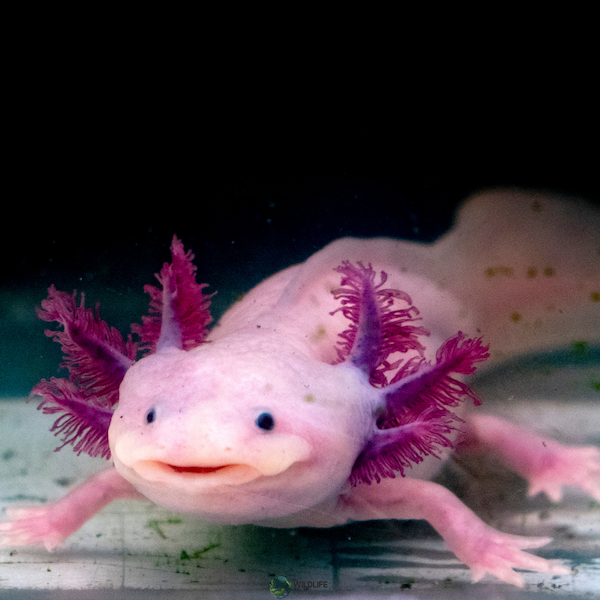 Top 10 Weirdest Animal Adaptations for Survival — Wildlife Nomads