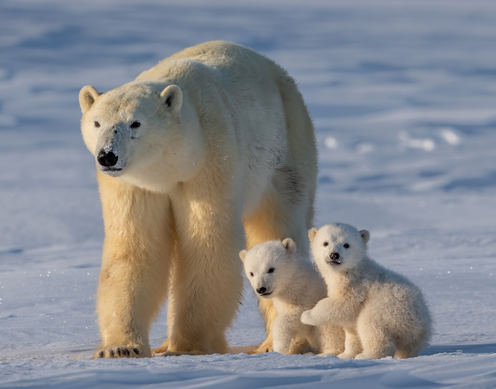 Animals of Canada: Iconic Canadian Wildlife — Wildlife Nomads