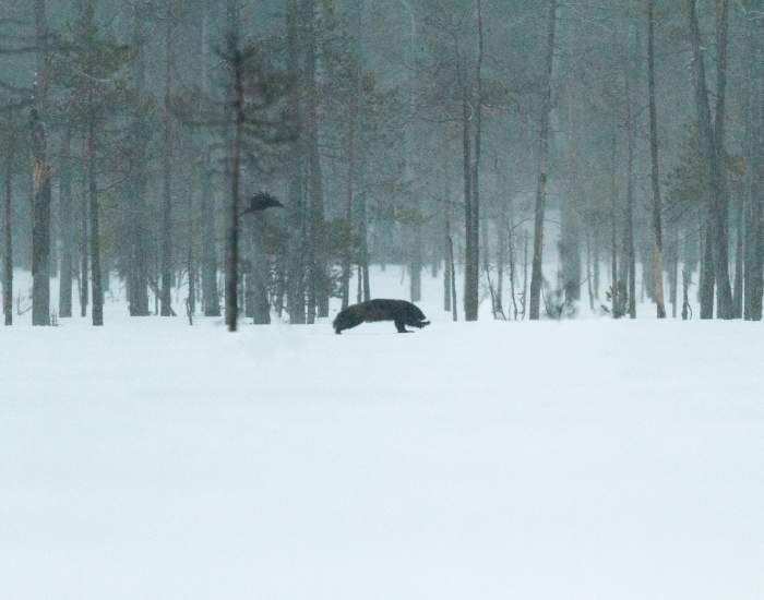 Wolverines: 12 Wild Facts About Mammal — Wildlife Nomads