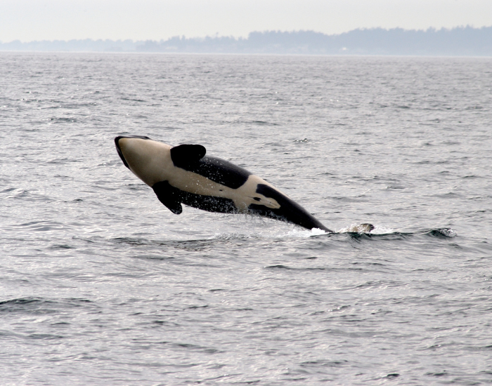Best Places to See Killer Whales in the Wild: Top 12 — Wildlife Nomads