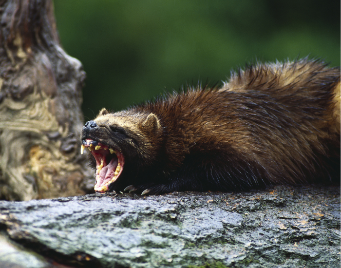 Wolverines: 12 Wild Facts About Mammal — Wildlife Nomads