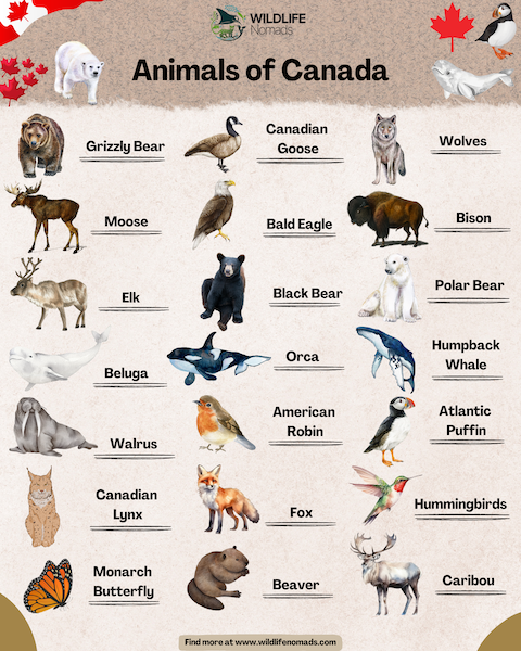 Canadian Animals Discover The Wildlife Highlights Of Canada: The East
