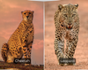 Differences Between Leopards and Cheetahs — Wildlife Nomads