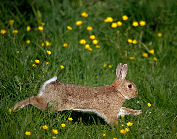 What Is an Invasive Species? | Impacts on Natives — Wildlife Nomads