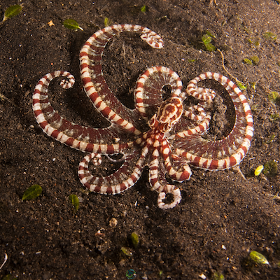 Top 10 Weirdest Animal Adaptations for Survival — Wildlife Nomads