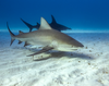 Bull Sharks: 12 Interesting Facts to Know Them Better — Wildlife Nomads