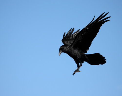 Top 12 Smartest Animals: Most Intelligent Creatures on Earth — Wildlife ...