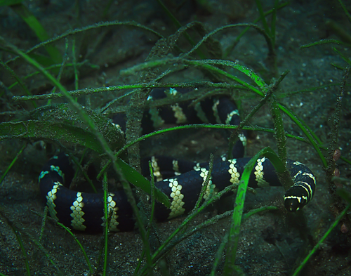 10 Surprising Facts About Sea Snakes — Wildlife Nomads
