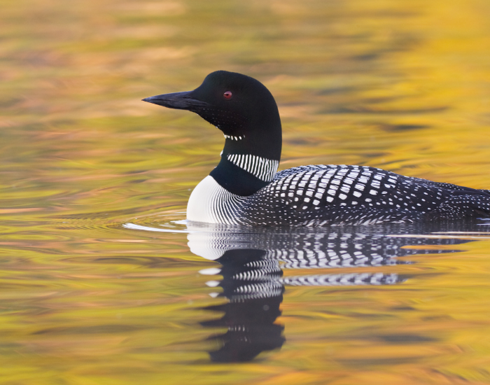 Birds of British Columbia: Birdwatching guide for BC — Wildlife Nomads