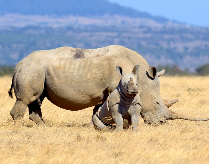 How Many Rhinos Are Left and How They Bounced Back — Wildlife Nomads