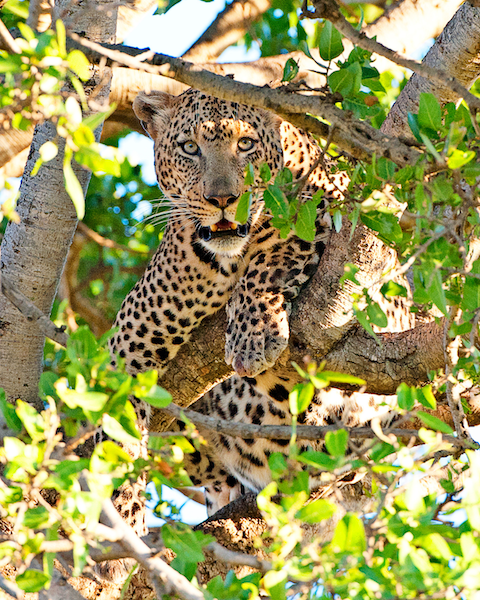 Wildlife Tanzania: Top 10 Iconic Animals to Discover — Wildlife Nomads