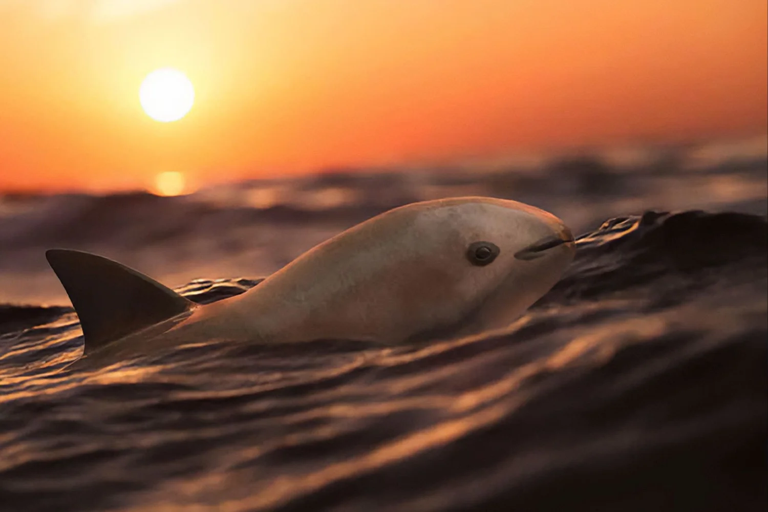 Can the Vaquita Porpoise Be Saved from Extinction? — Wildlife Nomads