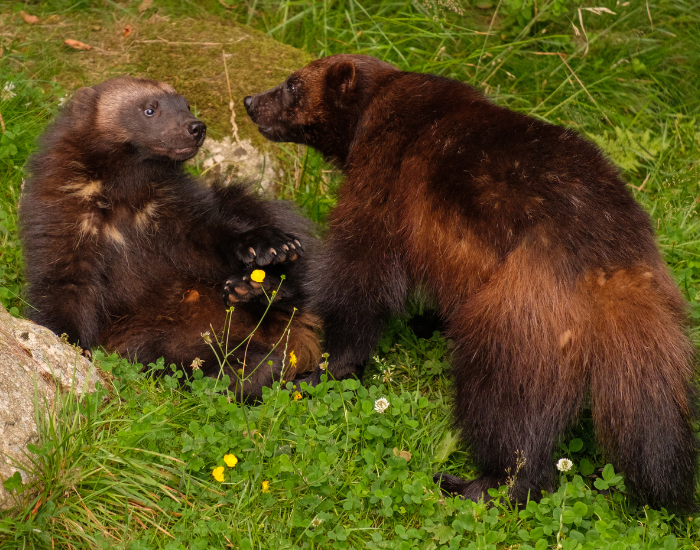Wolverines: 12 Wild Facts About Mammal — Wildlife Nomads